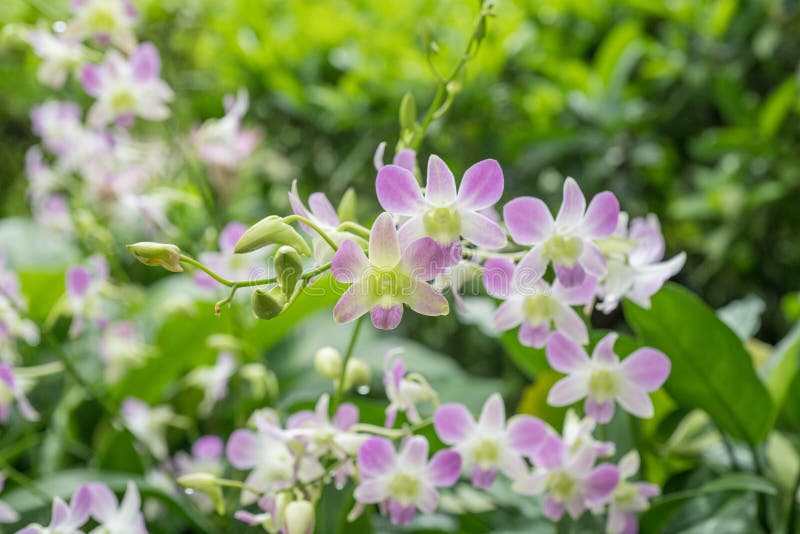 Close Up of the Tropical Dendrobium Orchid. Stock Image - Image of calm ...