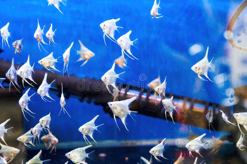 Close-up of Tropical Fish Raised in a Fish Tank Stock Image - Image of ...
