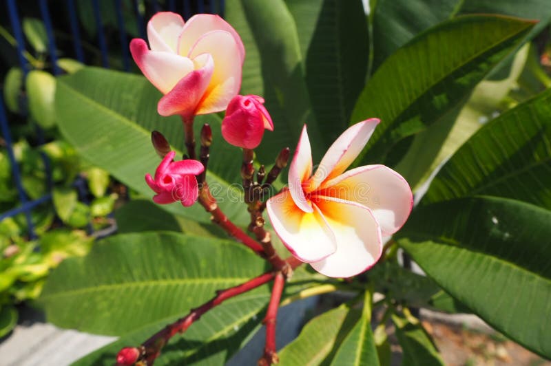 Close-up of Tropical Flower in Tree Stock Image - Image of macro ...