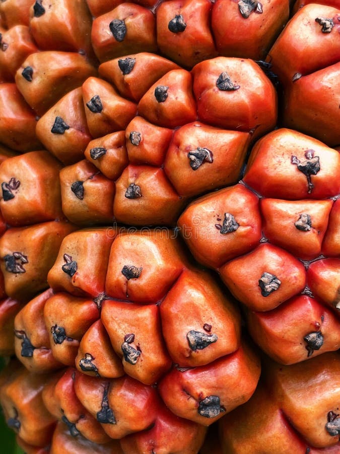 Close Up of a Tropical Fruit Hala Stock Image - Image of vertical ...