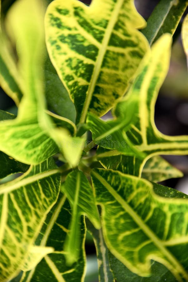 Close-up Tropical Green Plants in the Philippines Stock Photo - Image ...