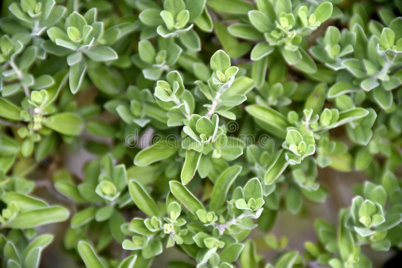 Close-up Tropical Green Plants in the Philippines Stock Image - Image ...