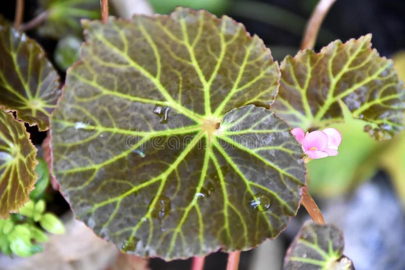 Close-up Tropical Green Plants in the Philippines Stock Photo - Image ...