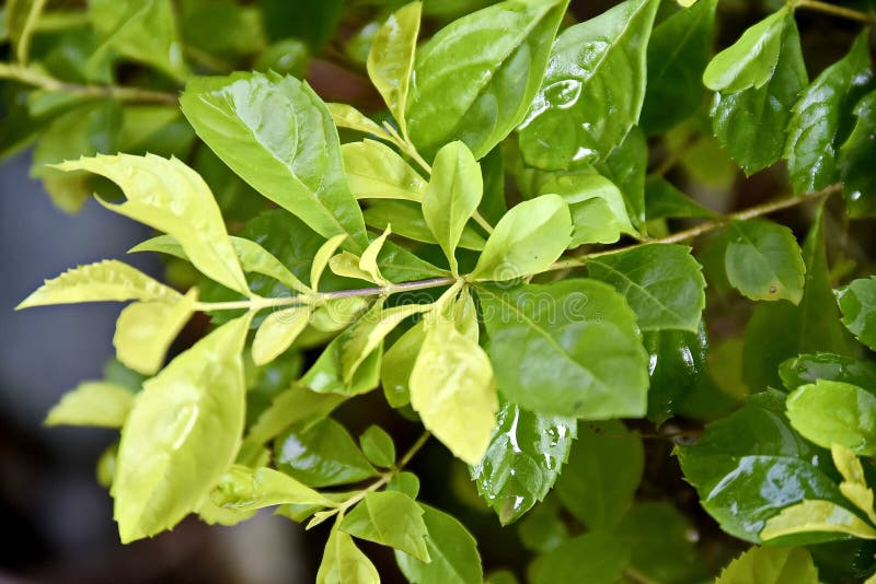 Close-up Tropical Green Plants in the Philippines Stock Photo - Image ...