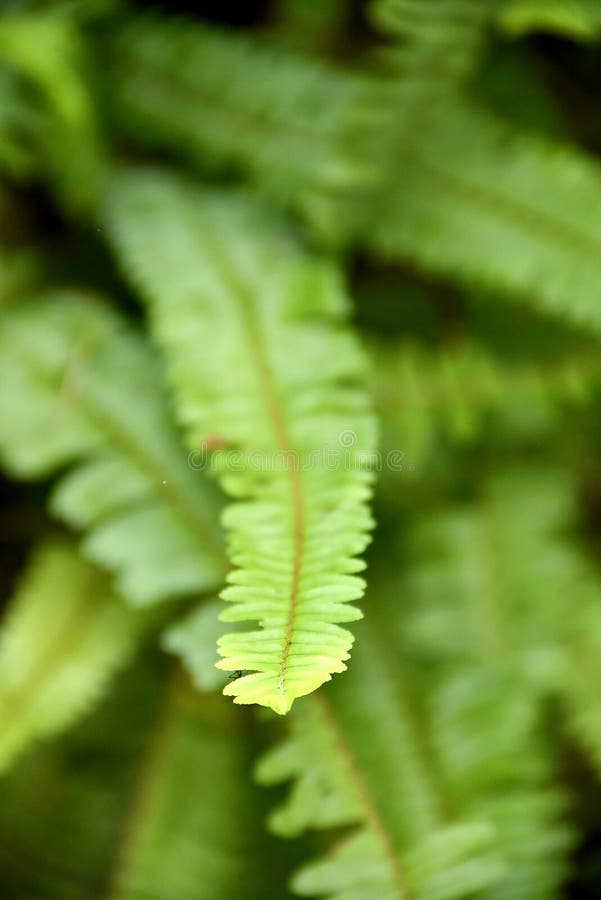 Close-up Tropical Green Plants in the Philippines Stock Photo - Image ...