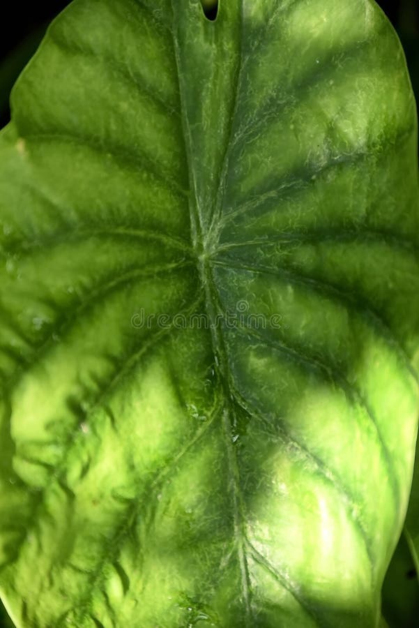 Close-up Tropical Green Plants in the Philippines Stock Image - Image ...