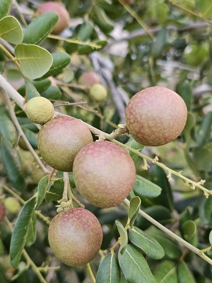 Close-Up of Tropical Longan Fruits on Tree Stock Image - Image of close ...