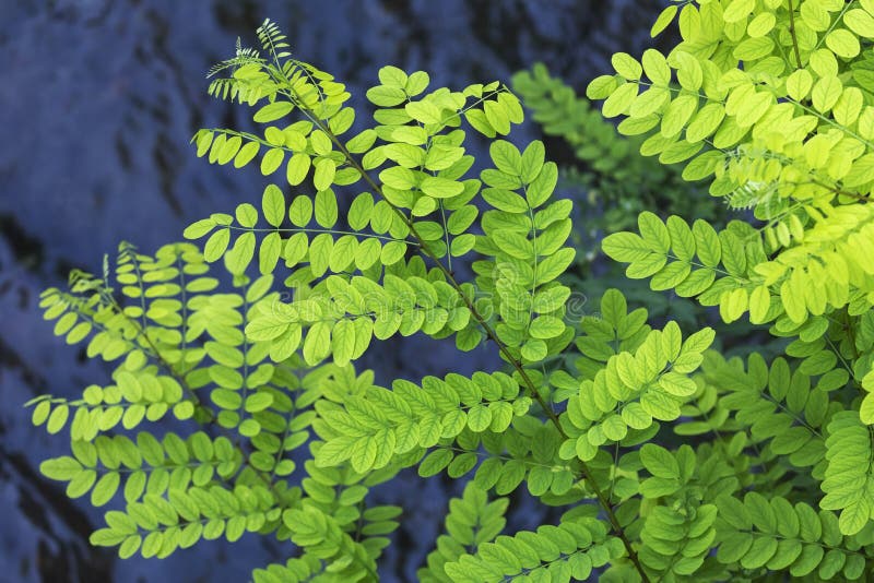 Close Up Tropical Nature Green Aleaf Texture Stock Image - Image of ...