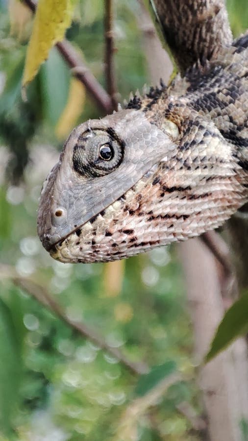 Close Up Tropical Oriental Garden Lizard on the Stick Branch. Stock ...
