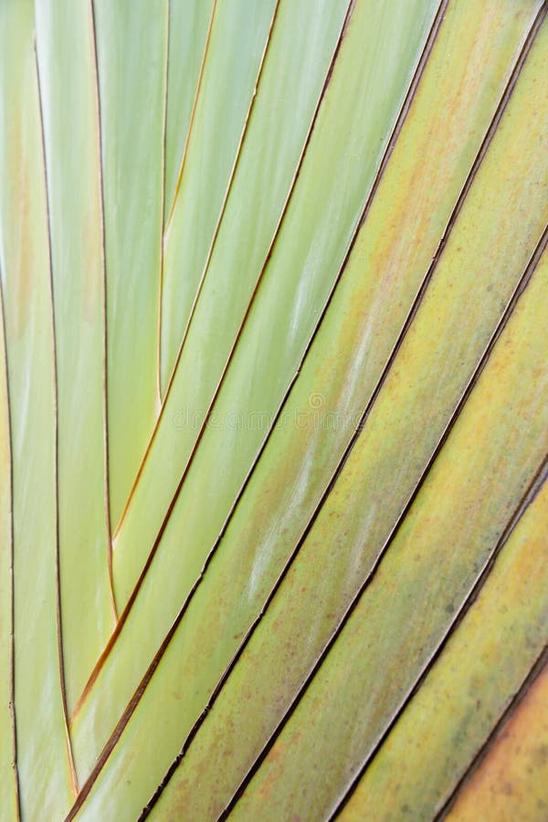 Close Up of Tropical Palm Tree Stock Image - Image of greenery, nature ...