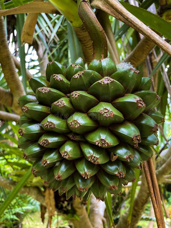 Close-Up of Tropical Pandanus Fruit on Tree Stock Photo - Image of ...