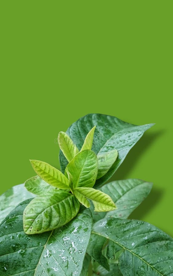 Close Up of Tropical Seed Fruit Leaf Plant, the Surface and Frame of ...