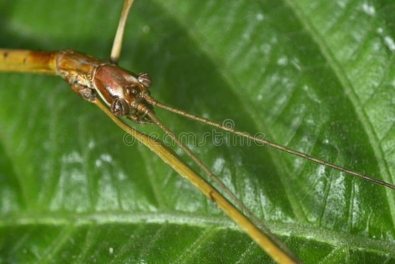 Close Up of Tropical Stick Insect R Stock Image - Image of protection ...