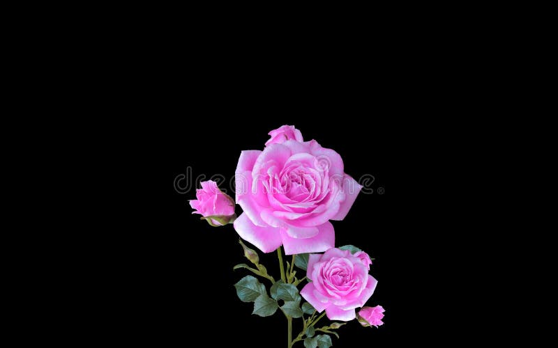 Close Up of Tropical Violet Flower Plant, Flower Surface and Frame are ...