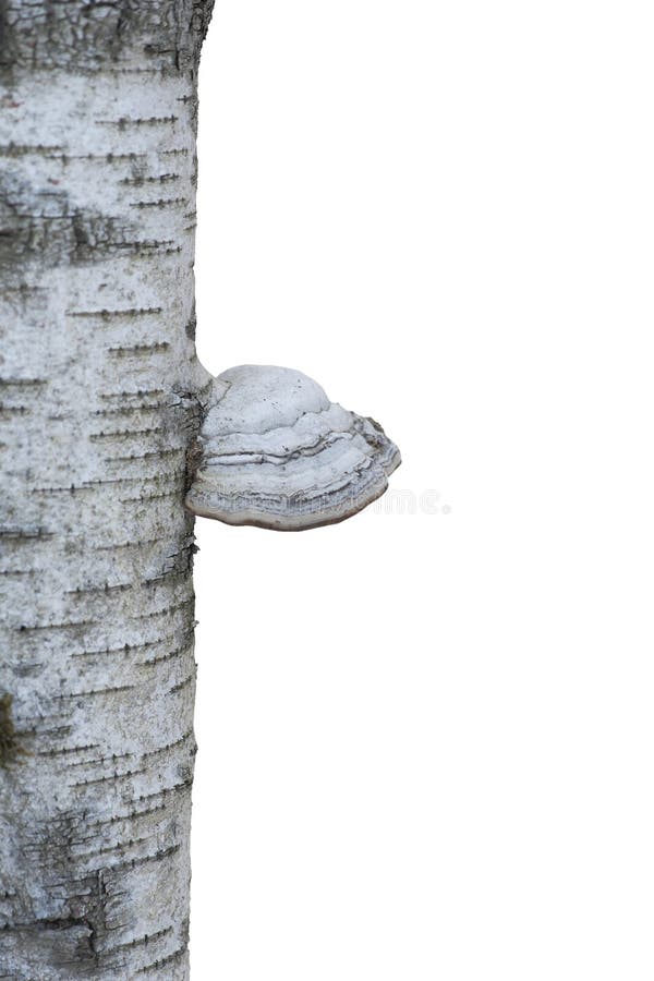 Close Up of Trunk of Birch Tree with Fungus Stock Photo - Image of ...