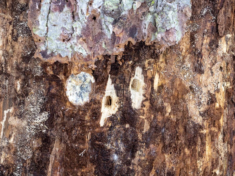 Holes from a Woodpecker and Hollow Tree in a Dead Spruce. Concept of ...