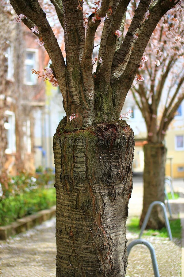Close Up of Trunk of a Grafted Cherry Tree at the Street Stock Image ...