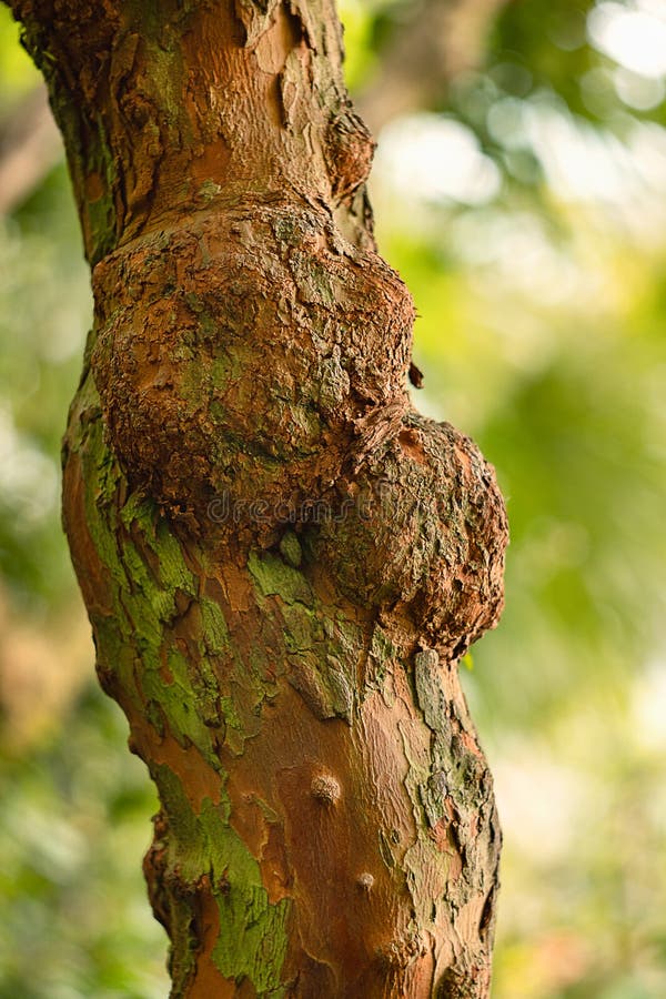 Close-up of the Trunk of a Myrtle Tree. Myrtus Communis Microphylla ...