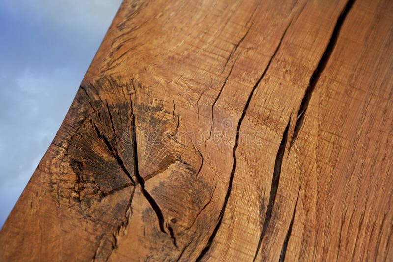 Close up of a trunk stock image. Image of nature, knot - 60401667