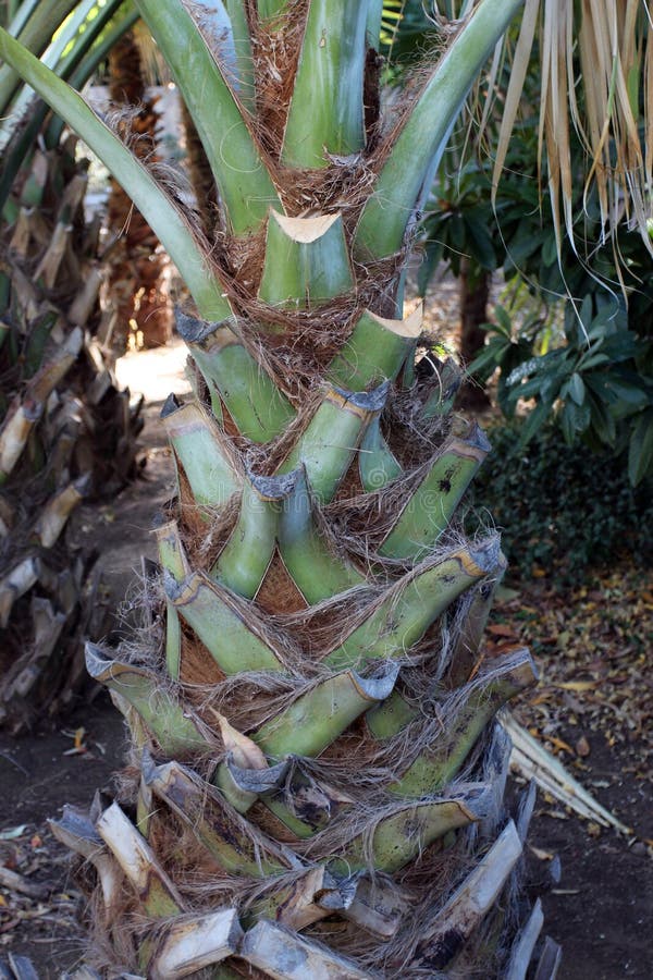 Close Up of the Newly Formed Trunk of a Palm Tree Stock Photo - Image ...