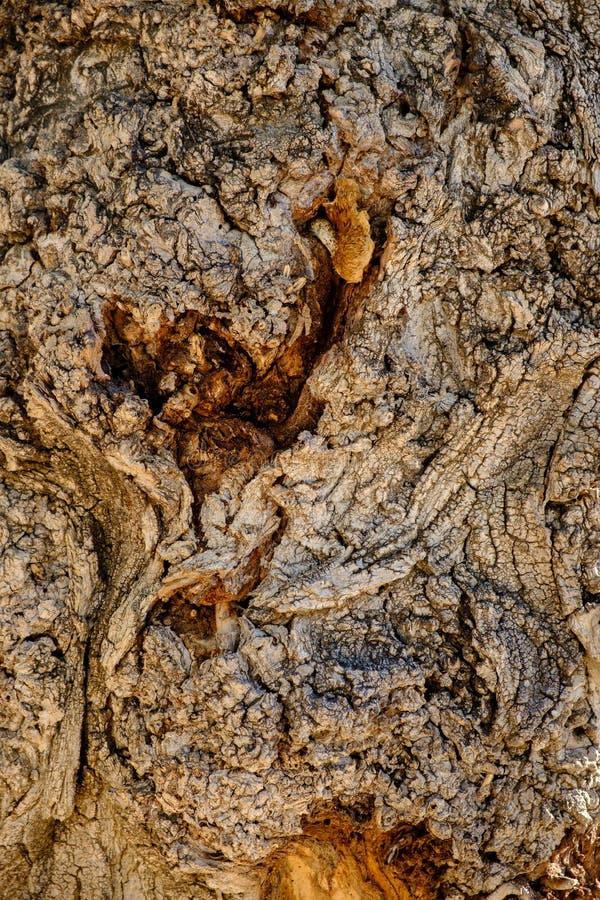 Closeup of the Trunk of a Rough Tree Stock Photo - Image of detail ...