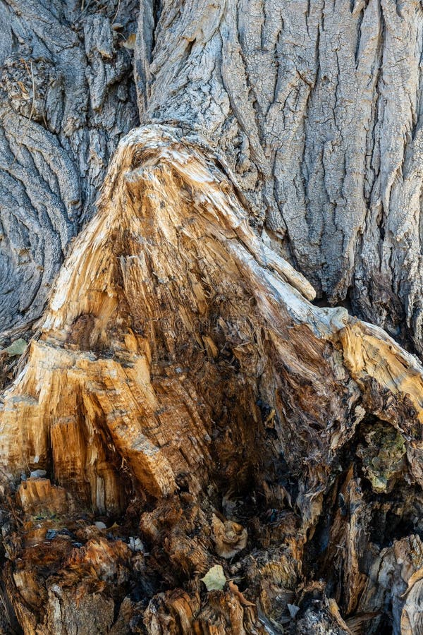 Closeup of the Trunk of a Rough Tree Stock Photo - Image of detail ...