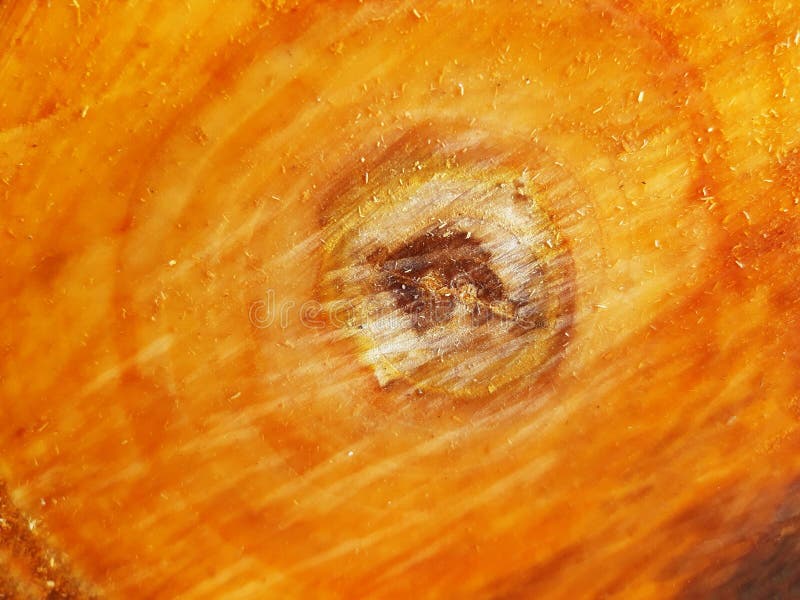 Close-up of the Trunk of a Sawn Apple Tree Stock Photo - Image of sawn ...