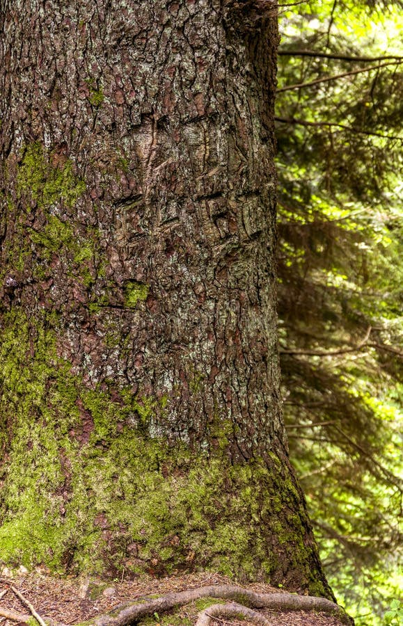 Trunk of a spruce tree stock image. Image of brown, plank - 246458845