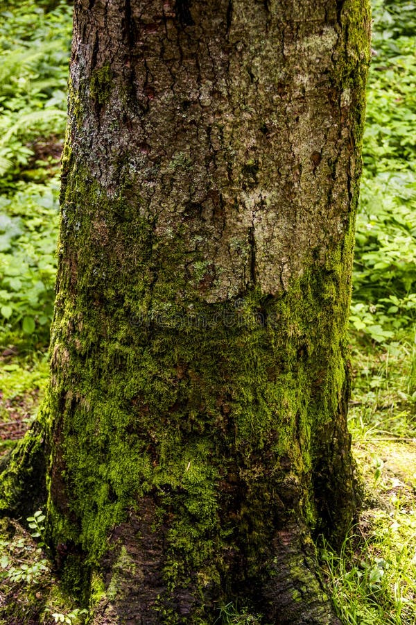 A Trunk Of Spruce With Branches. View From The Bottom Of The Trunk Of A ...