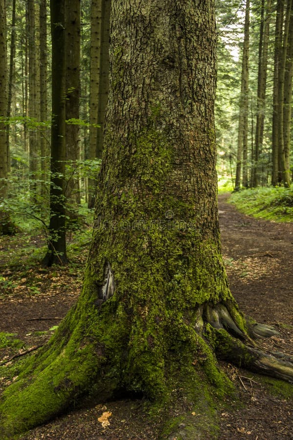 Trunk of a spruce tree stock image. Image of surface - 167406363