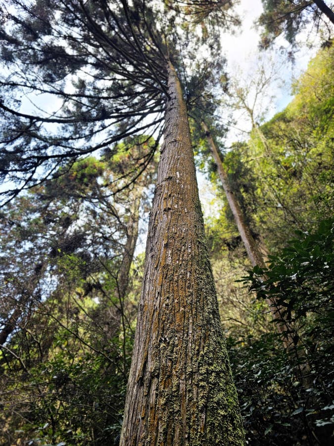 Close Up Trunk of Tall Tree in the Mountain. Stock Photo - Image of ...