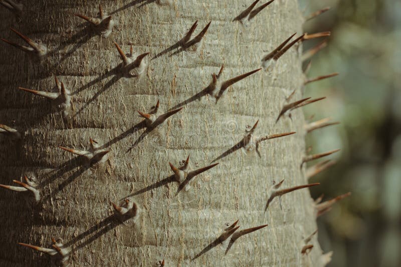 Close Up of the Trunk Texture with Sharp Thorns on Palm Tree Stock ...