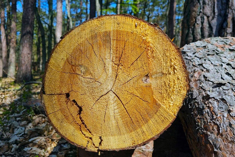 Close-up of the Trunk of a Tree in the Forest, the Texture of the Tree ...