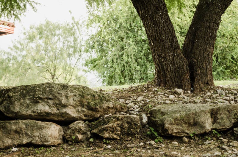 Close Up of the Trunk of a Tree, on a Pile of Large Rocks Stock Photo ...