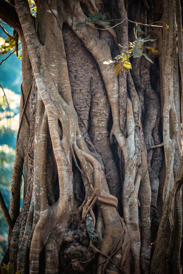 Close-up of Trunk of Tree Root of Indian Rubber Banyan Tree Stock Image ...