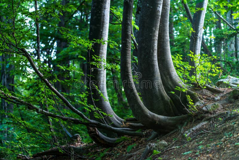 Krummholz trees in forest stock photo. Image of destruction - 113471812