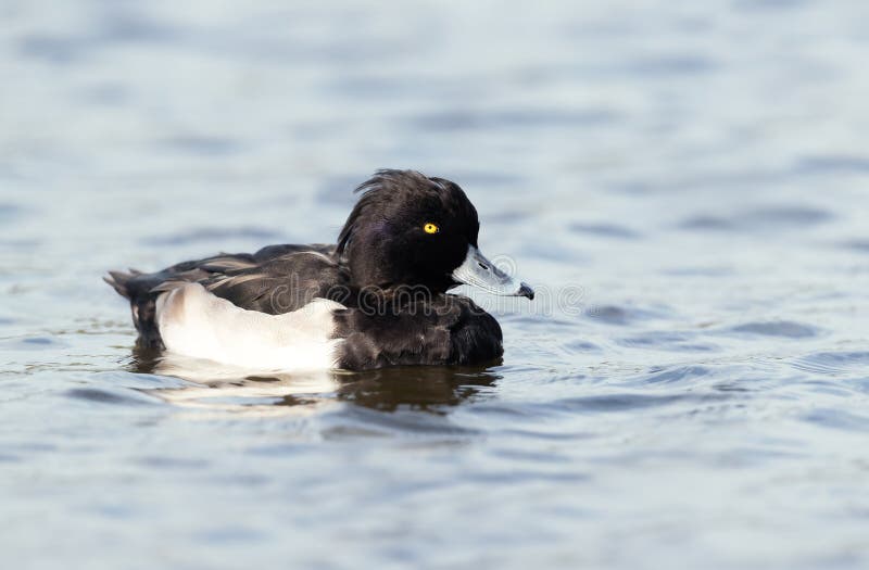 Close Up of a Tufted Duck in Lake Stock Image - Image of fuligula ...
