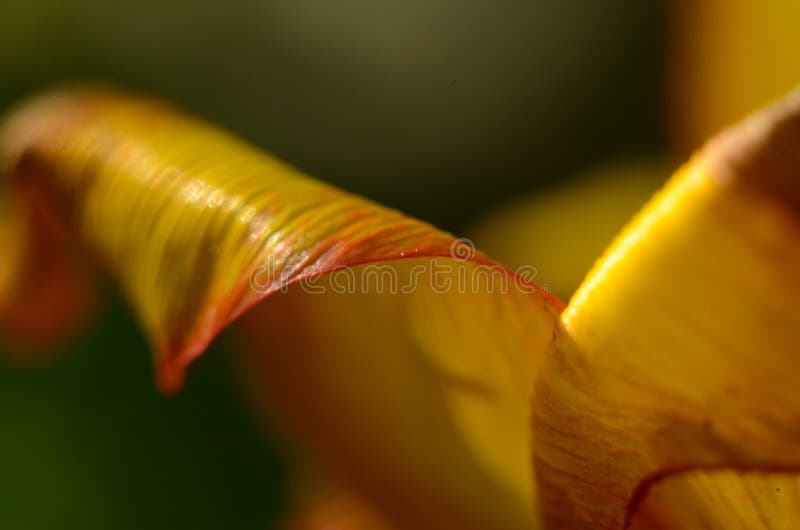 Tulip Pollen at the Microscope Stock Image - Image of blossom, nature ...