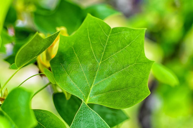 Tulip tree leaf stock image. Image of liriodendron, dark - 184530877