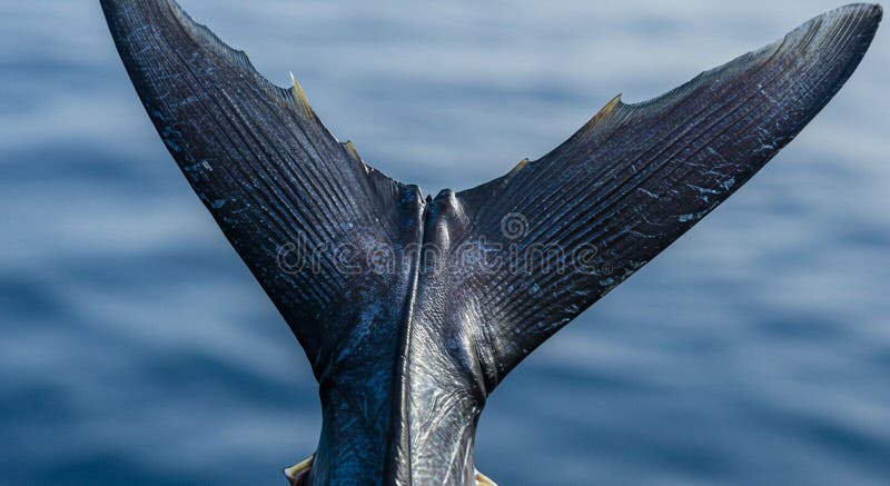 Close-up of a Tuna Tail in Deep Ocean Water Stock Illustration ...