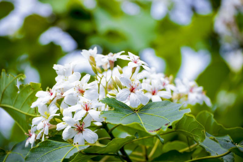 The White and Beautiful Tung Flower Stock Photo - Image of beautiful ...