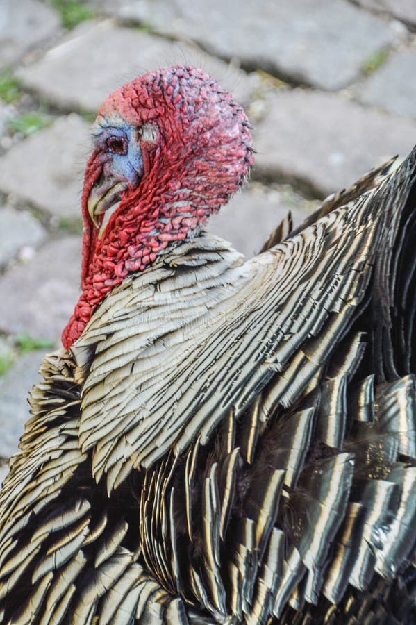 Close Up of a Turkey stock photo. Image of close, male - 122491964