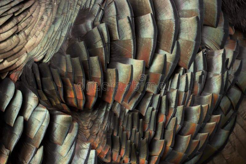 Turkey Tom stock photo. Image of galliformes, display - 25284542