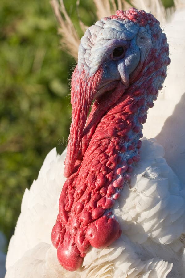 Close-up of the turkey stock image. Image of green, plumage - 63342539