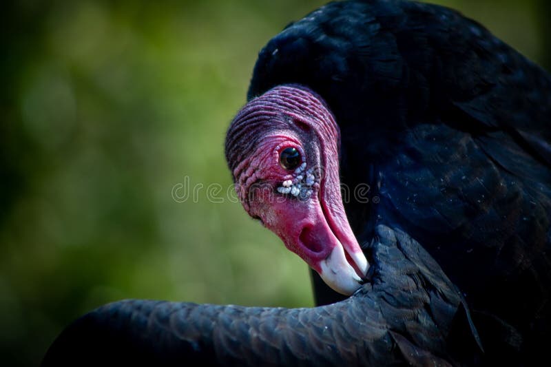 Close Up of a Turkey Vulture S Pecking on Its Feathers Stock Photo ...