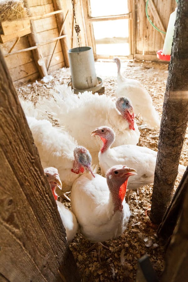 Turkeys on the farm stock image. Image of coop, animal - 30091837