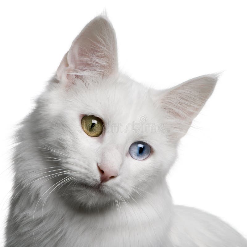 Female Turkish Angora Cat with Blue Eyes Stock Photo - Image of cute ...