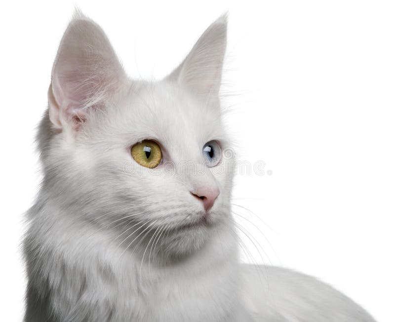 White angora cat stock image. Image of background, fluffy - 16259033
