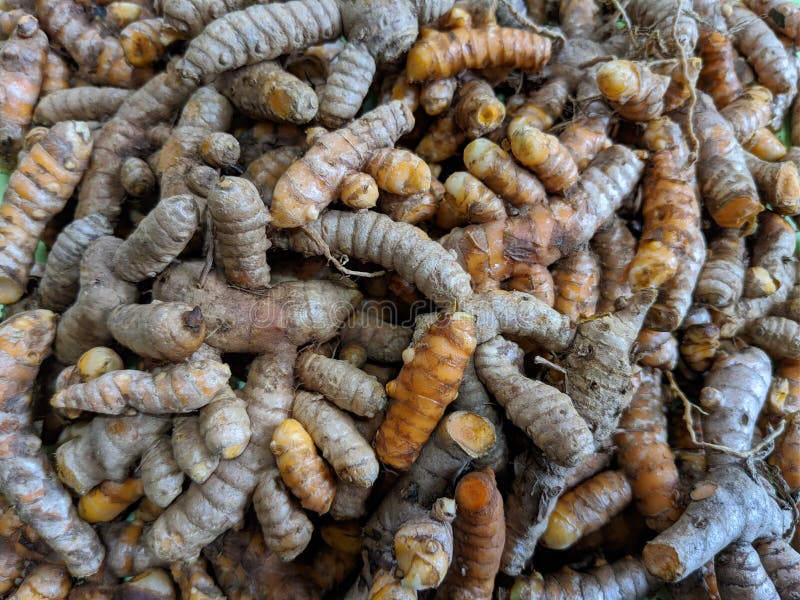Close-up of Turmeric Vegetables Stock Photo - Image of close, meat ...