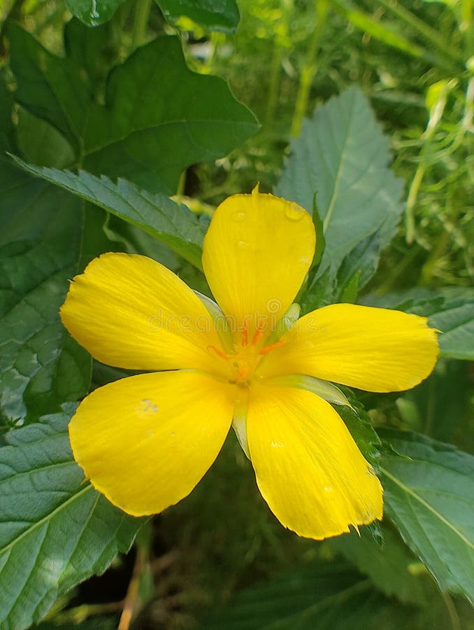 Close Up of Turnera Diffusa or Damiana Flowers Stock Image - Image of ...